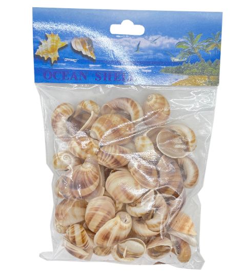 48 Wholesale Sea Shell 100 Gram - WSD