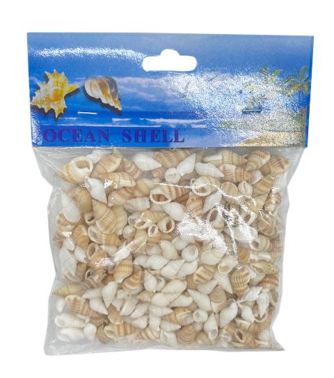 24 Wholesale Sea Shell 100 Gram - WSD